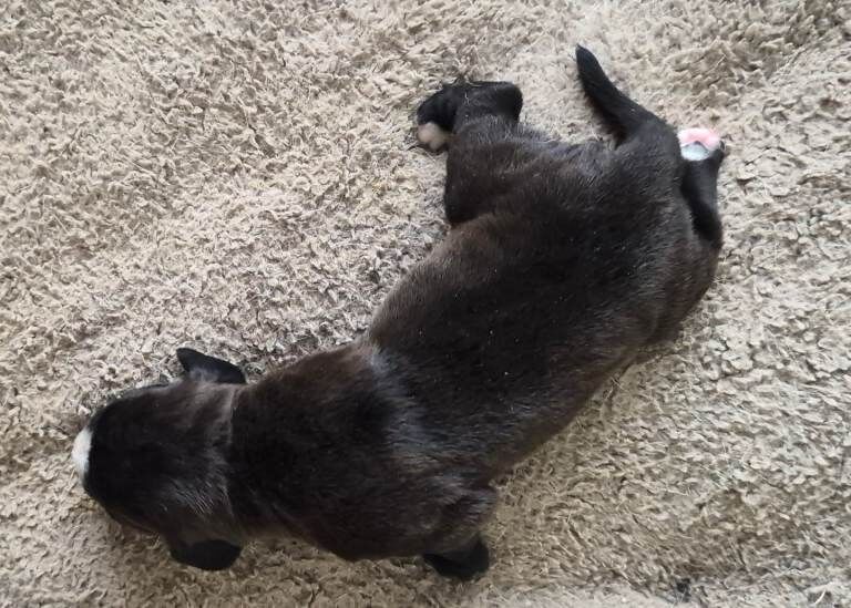 2 Female Puppies For Sale Not Ready Yet 22 July 2026 - English Bulldog ...