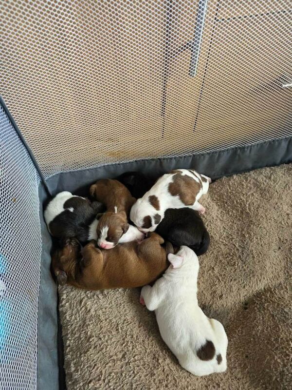 2 Female Puppies For Sale Not Ready Yet 22 July 2026 - English Bulldog ...