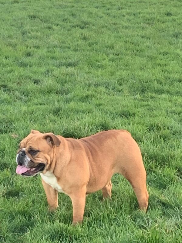 Kennel Club Registered English Bulldog Puppies For Sale | Bulldog Owners