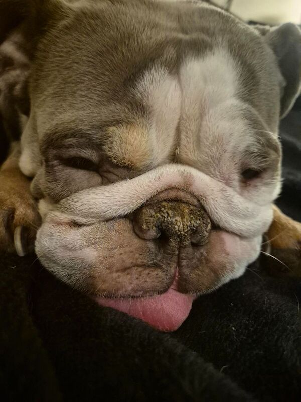 Angel Is An English Bulldog 3 Years Old For Sale in Birmingham, West ...