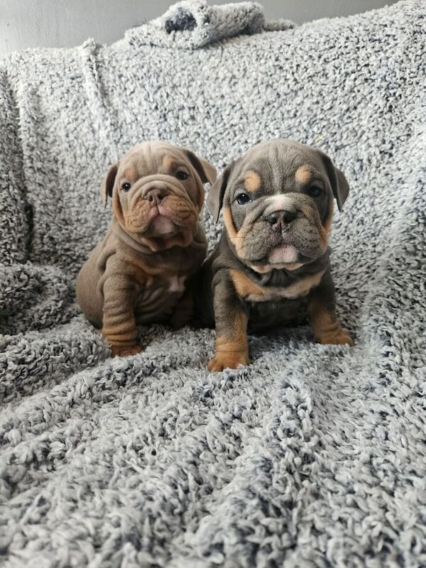 British Bulldog Pups For Sale in Lanark, Lanarkshire | Bulldog Owners