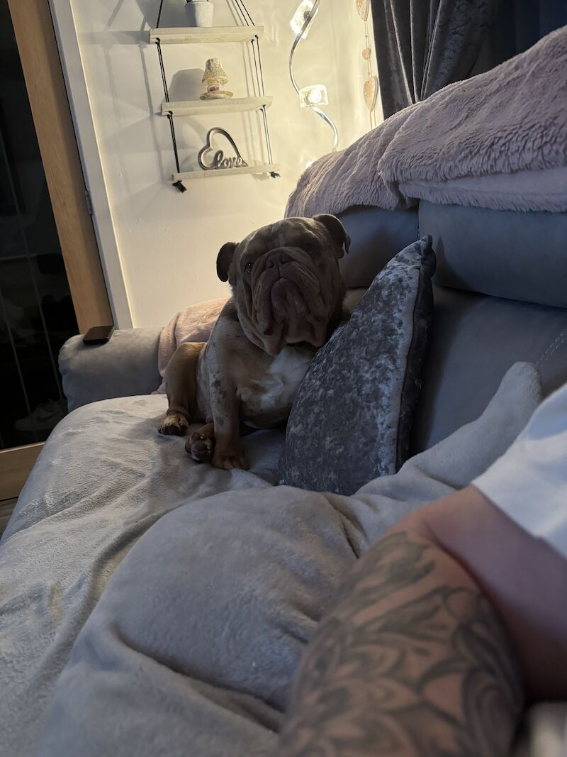 Kennel Club Registered English Bulldog Puppies For Sale | Bulldog Owners