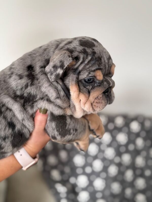English Bulldog Ready For Their New Homes For Sale in Middlesbrough ...