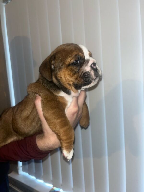 English Bulldogs, Prime Bloodline Beaut Bullies - English Bulldog ...