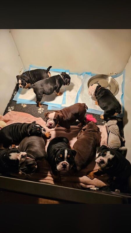 Angel Is An English Bulldog 3 Years Old For Sale in Birmingham, West ...