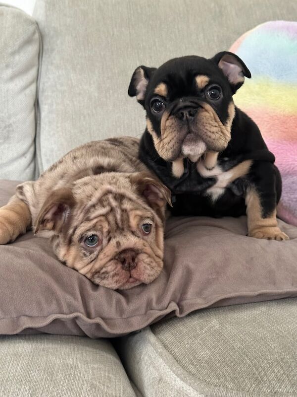 Ready For New Home English Bulldogs - English Bulldog Puppies For Sale ...